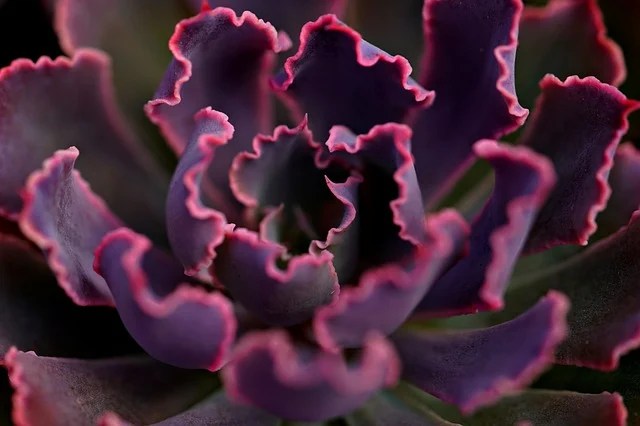 RJ KNIGHT.. A PLANT – RJ KNIGHT